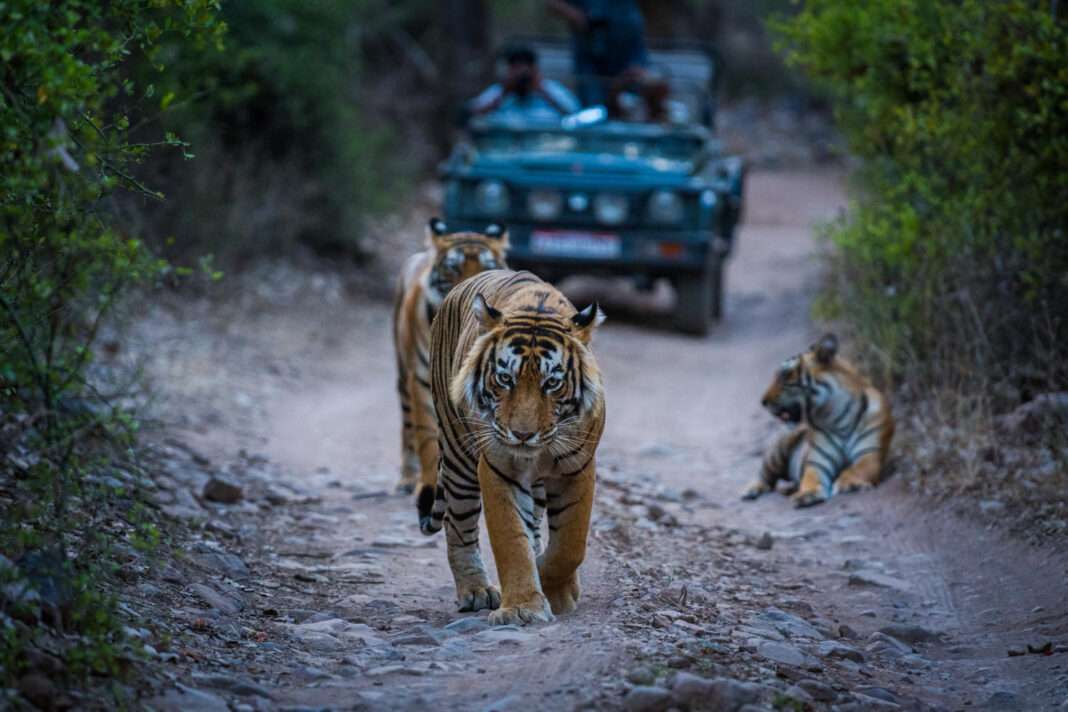 Top 10 Wildlife Safari Destinations for an Unforgettable