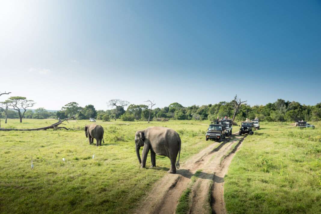 Top 10 Wildlife Safari Destinations for an Unforgettable