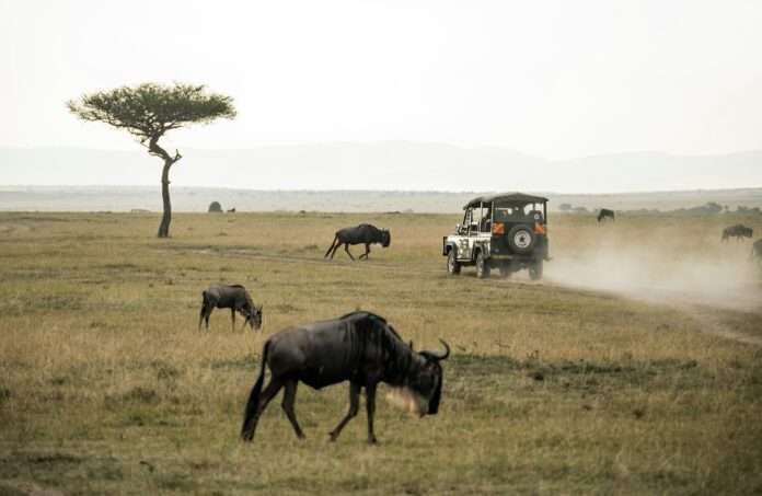 Top 10 Wildlife Safari Destinations for an Unforgettable