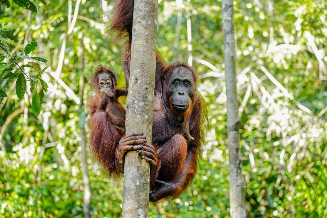Top 10 Wildlife Safari Destinations for an Unforgettable